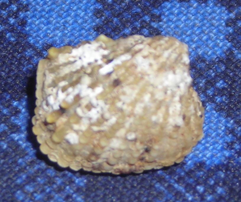 Glans aculeata? , Natura Mediterraneo | Forum Naturalistico